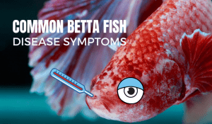 Common Betta Fish Disease Symptoms (Lethargic, Sluggish)