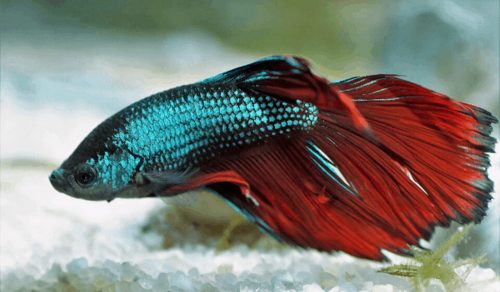 Red Betta Fish Overview: Temperament, Tank Setup & Care