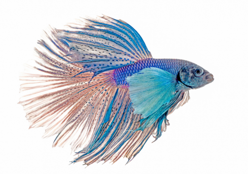 Betta Fish Anatomy: Body Parts & Skeleton Explained (Diagram)