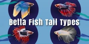 28 Types of Betta Fish: Top Colors, Tails & Patterns