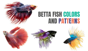 Betta Fish Colors & Patterns: Common (& Rare) Ones Revealed