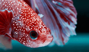 Betta Fish Ich (White Spots) w/ Pictures: How to Treat