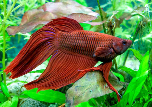 Red Betta Fish Overview: Temperament, Tank Setup & Care