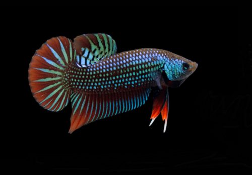 Betta Fish Care Guide: Everything You Need to Know