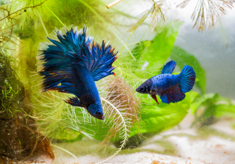 How To Breed Betta Fish at Home (Breeding & Mating 101)