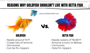Can Betta Fish Live With Goldfish? (Truth Revealed at Last)