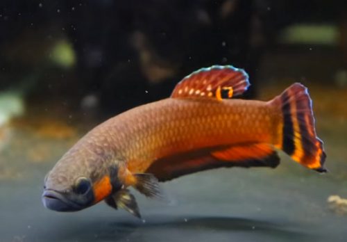Betta Fish Care Guide: Everything You Need to Know