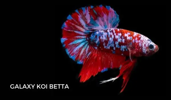 Galaxy Koi Betta Fish Setup and Care Guide