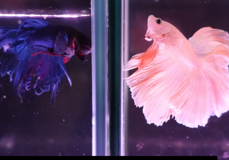 Japanese Fighting Fish: Betta Fish Care Guides & Articles