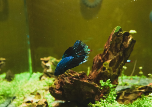 Betta Fish Toys: 8 Best Ideas To Entertain Them (2025)