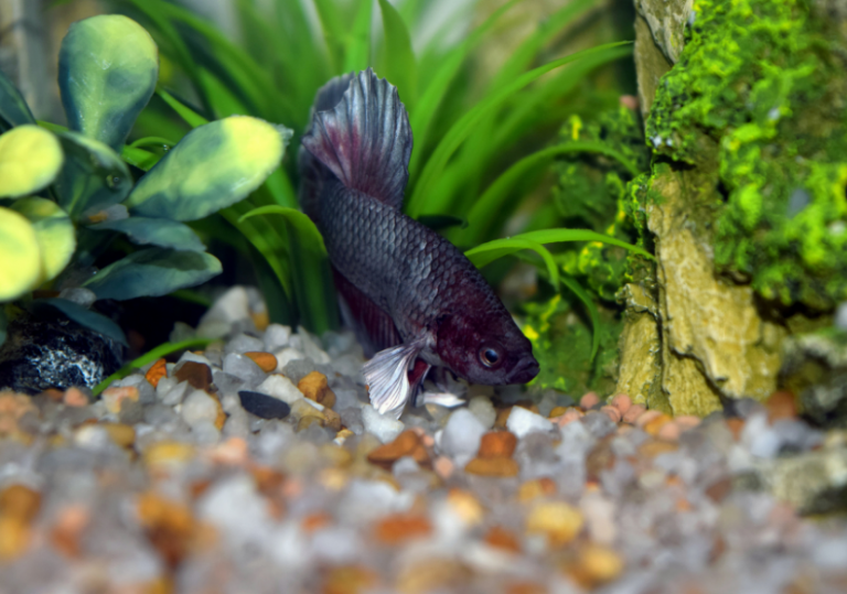 Betta Fish Laying on Bottom of Tank or on Side: Is It Normal?