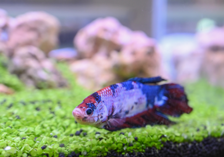 Japanese Fighting Fish: Betta Fish Care Guides & Articles