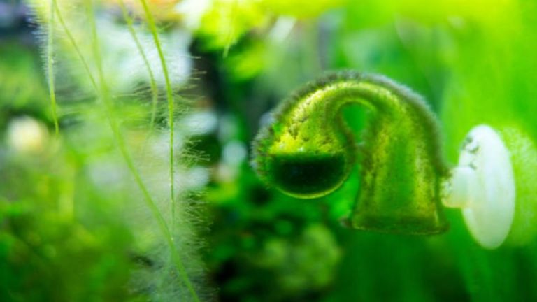 Black Algae in Fish Tank: How To Get Rid of It (Permanently)