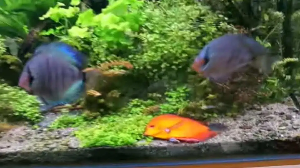 How to Clean Fish Tank Gravel Properly (Definitive Guide)
