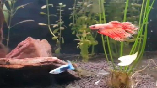 Can Betta Fish Live With Goldfish? (Truth Revealed at Last)