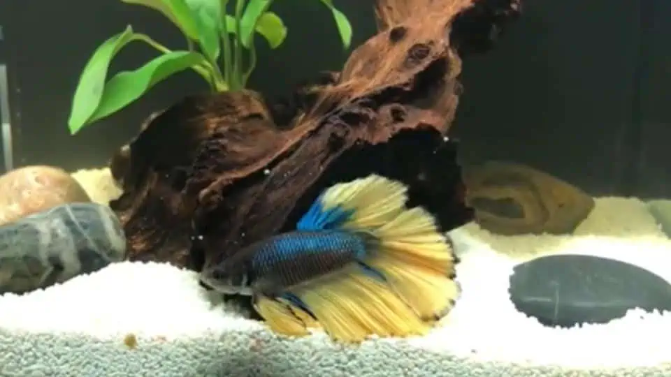 Paradise Betta: Proper Care Guide For A Long & Healthy Life