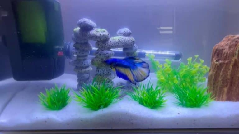 Paradise Betta: Proper Care Guide For A Long & Healthy Life