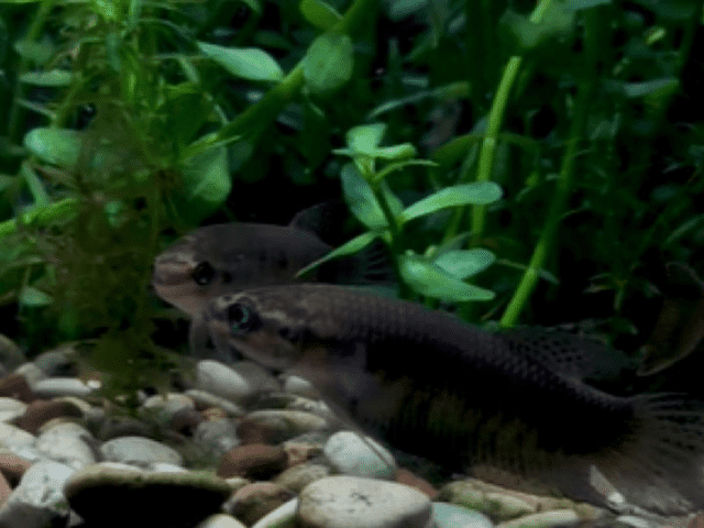 Where Do Betta Fish Live In The Wild?
