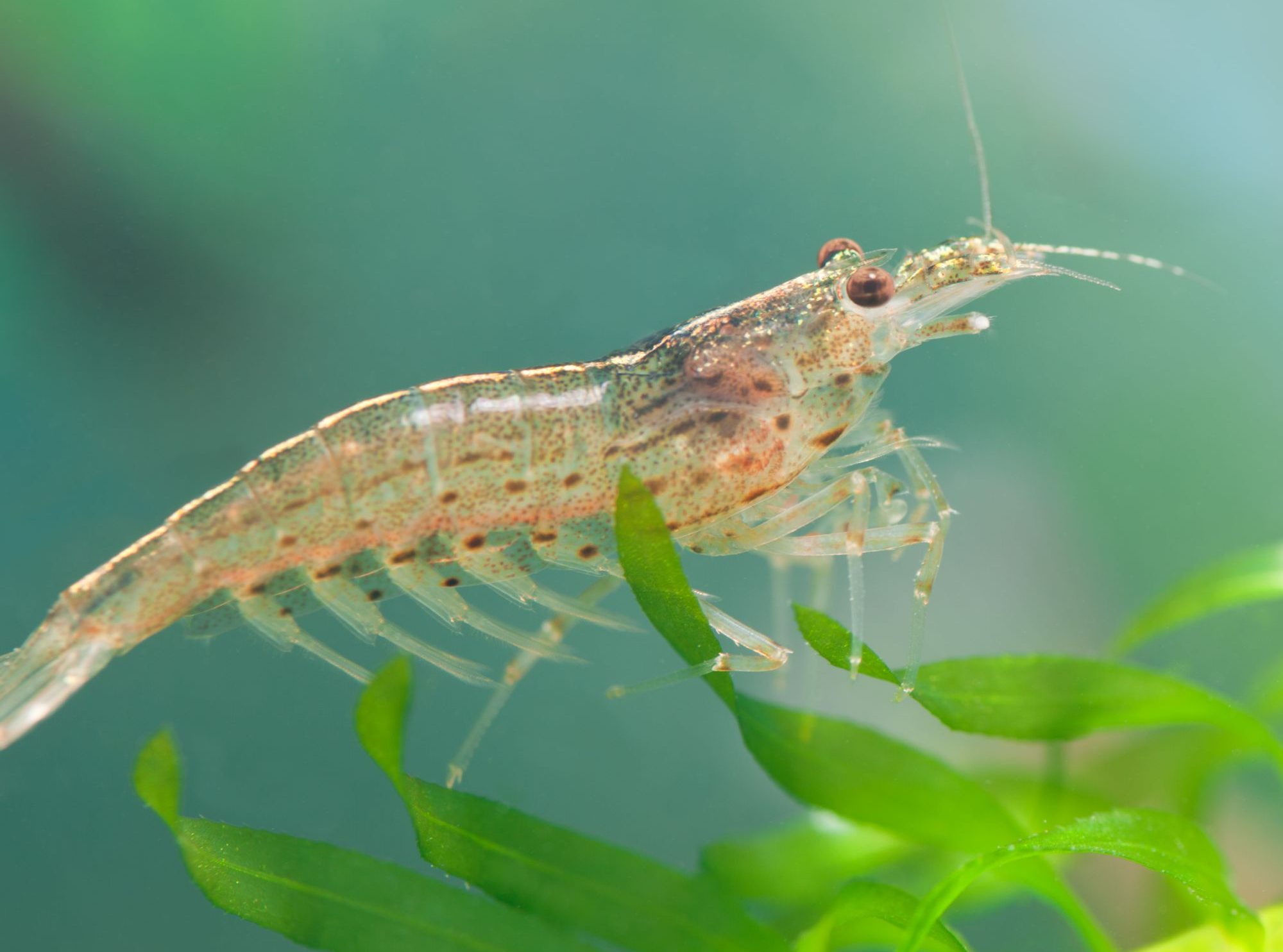 22 Algae Eater Fish, Shrimp, & Snails for Freshwater Tanks