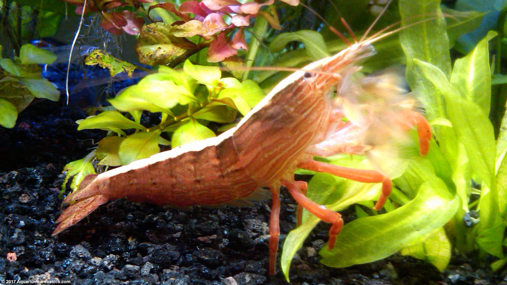 22 Algae Eater Fish, Shrimp, & Snails for Freshwater Tanks