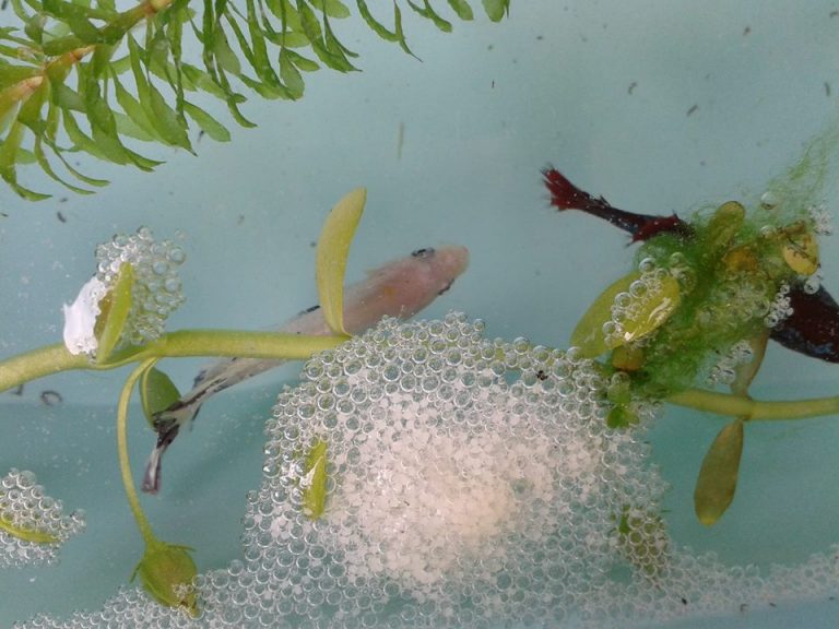 Pregnant Betta Fish: Learn To Detect Its Pregnancy Easily ...