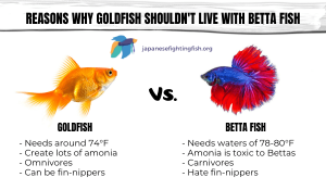 Betta vs Goldfish: Comparison of Two Popular Aquarium Fish ...