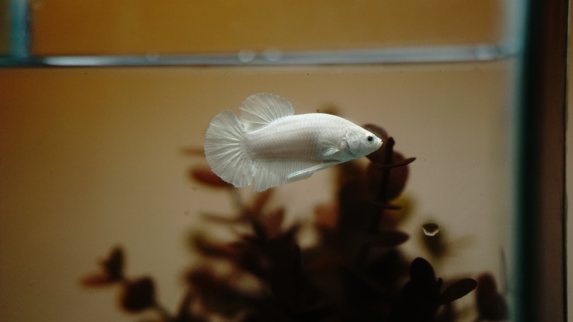 Pregnant Betta Fish: Learn To Detect Its Pregnancy Easily ...