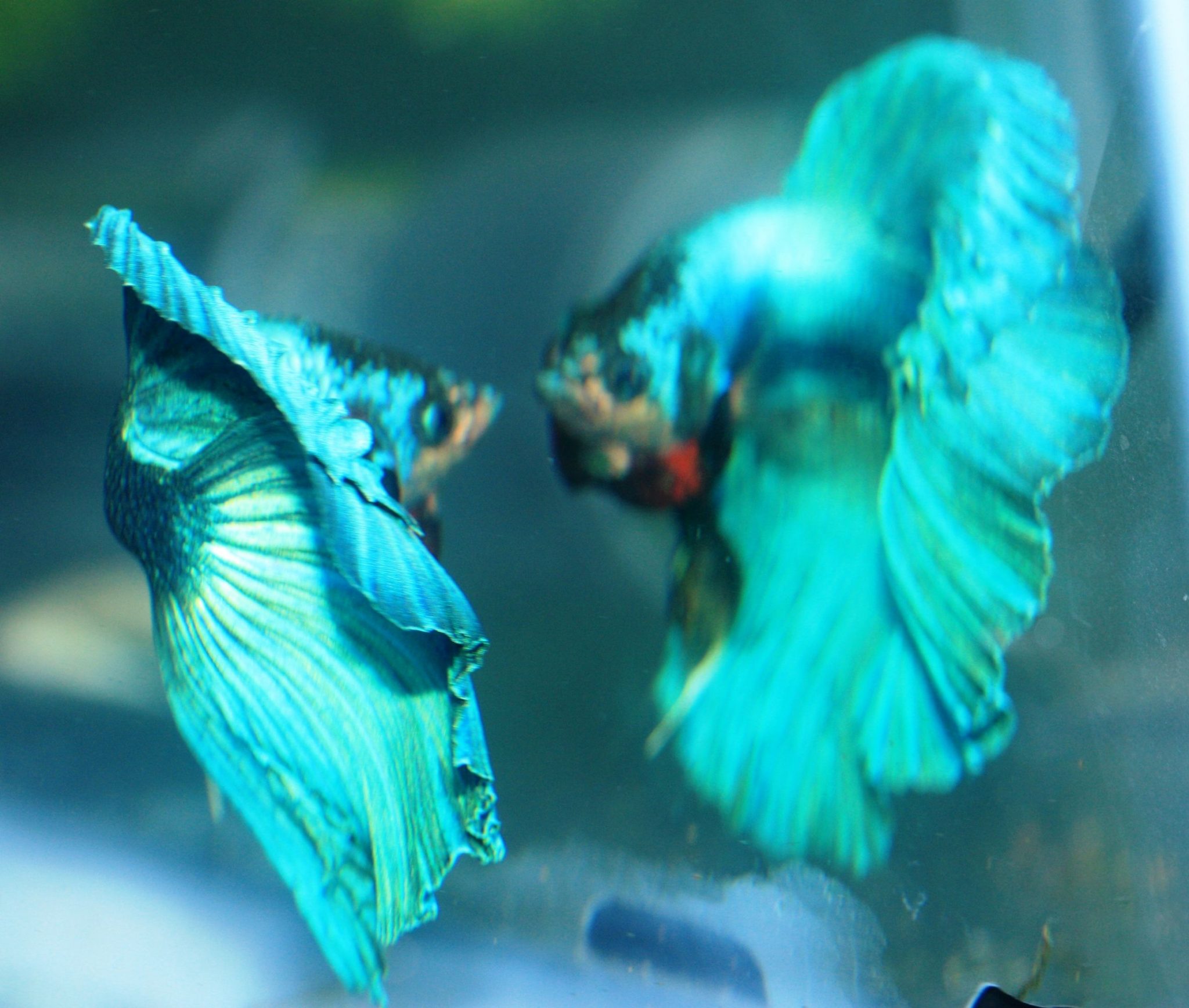 Betta Flaring: 7 Reasons Why They Do This & How To Detect It ...