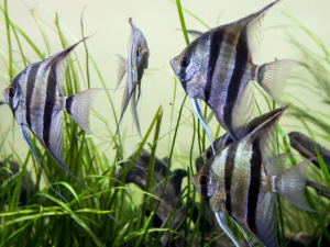 Are Angelfish Aggressive? 4 Reasons Why They Act Devilishly!