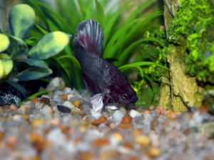 Betta Stress Stripes: Detecting Health Problems Line By Line
