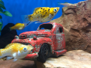 Pregnant Molly Fish: Beginners' Guide To Mating & Breeding