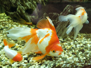 Goldfish Poop: Understanding The Colors Behind Their Wastes