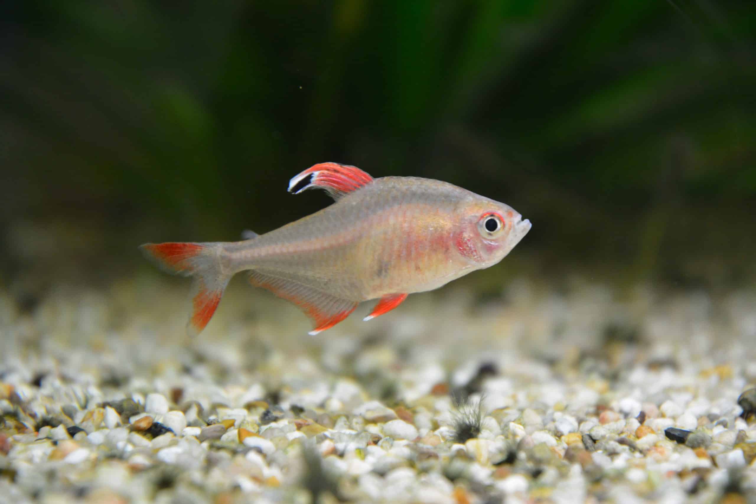 Rosy Tetra Species and Care Guide: Tank Setup and More