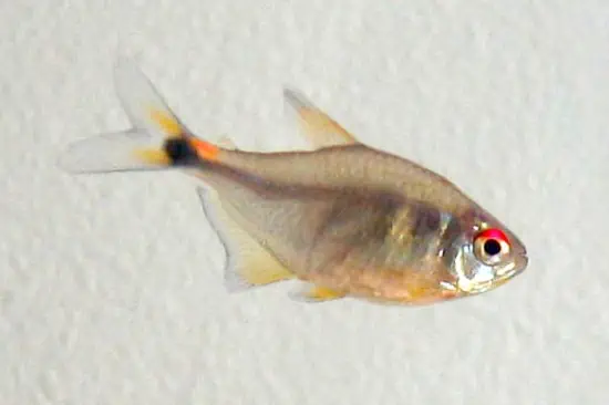 40 Types of Tetra Fish