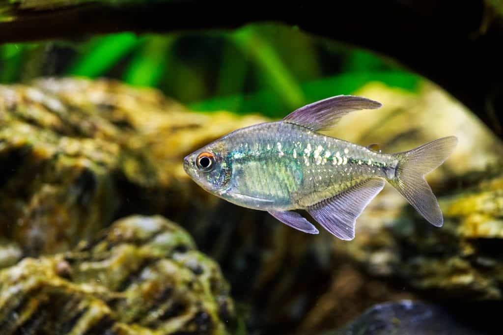 Diamond Tetra 101: Species Facts and Care Guide