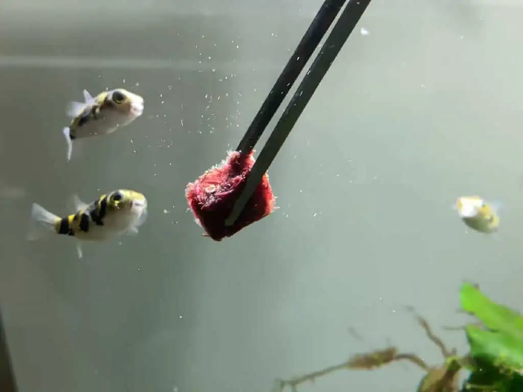 29 Best Schooling Fish for Your Freshwater Aquarium at Home ...