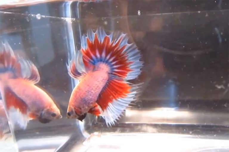 The Combtail Betta: A Guide to Care, Breeding, and More