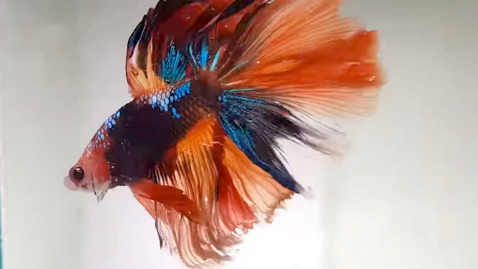 Japanese Fighting Fish: Betta Fish Care Guides & Articles