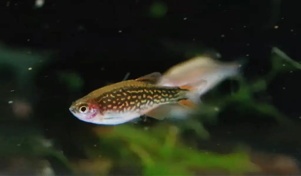 Centerpiece Fish Recommendations for Different Tank Sizes