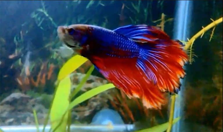 Delta Tail Betta Care Guide: From Tank Setup to Feeding