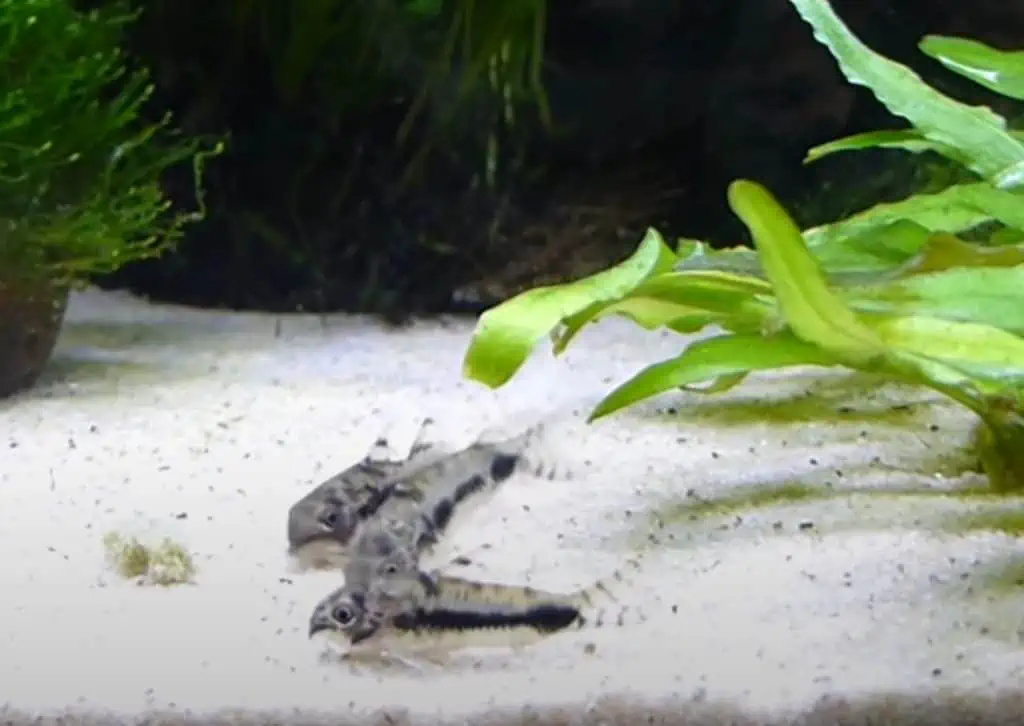 25 Fish for Nano Tanks: Small Species for Small Aquariums ...