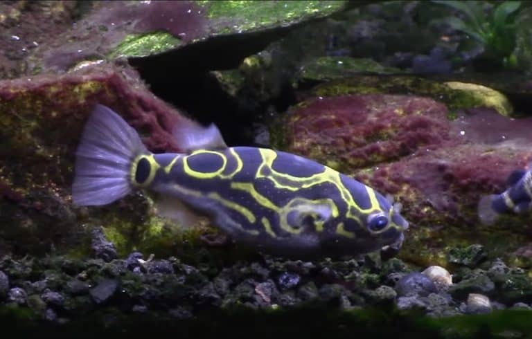 20 Brackish Water Fish Species for Aquariums