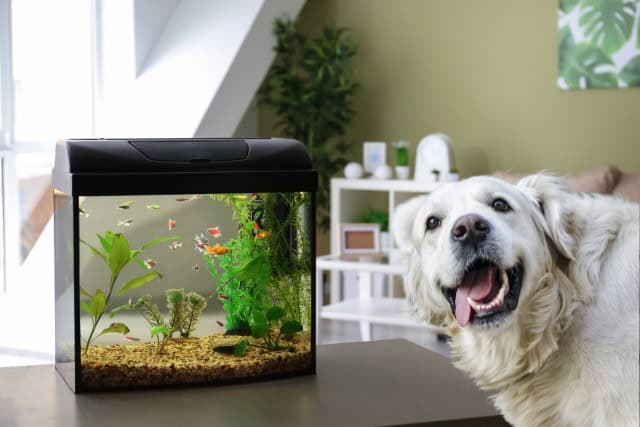 Tips for Peaceful Living with Your Pet - JapaneseFightingFish.org